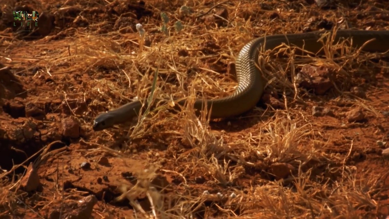 Extreme Snakes, Australia | Full episode | Nature documentary - video ...