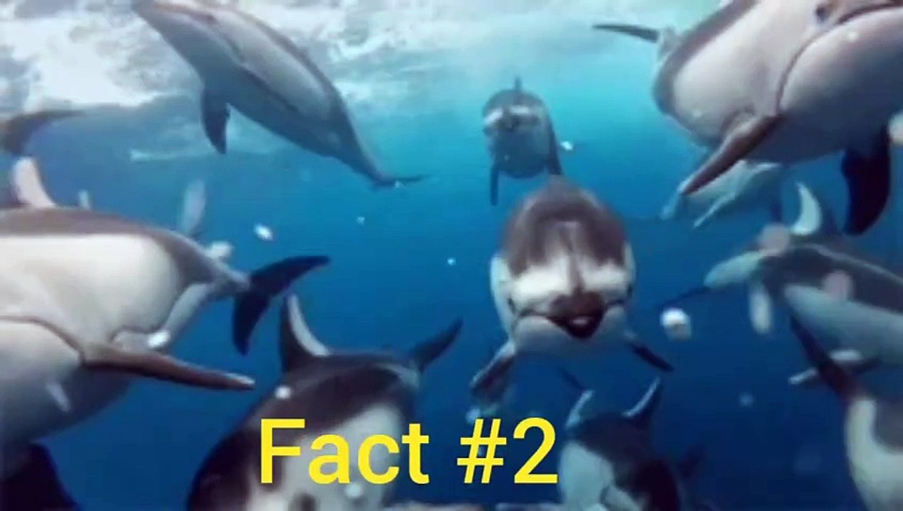 Interesting facts about dolphin | ڈولفن مچھلی کے بارے میں دلچسپ حقائق | dolphin facts in Urdu ...
