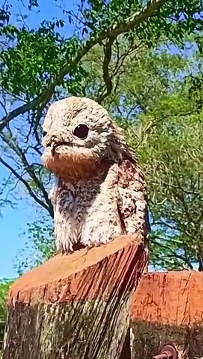 the great potoo sound - video Dailymotion