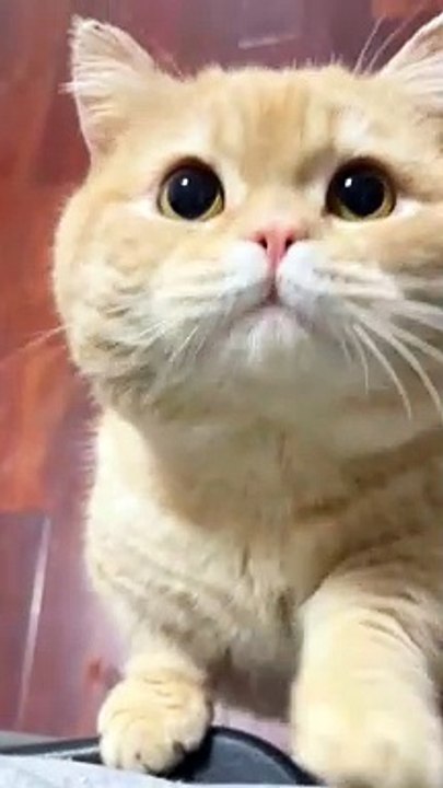 Meow Billi - video Dailymotion