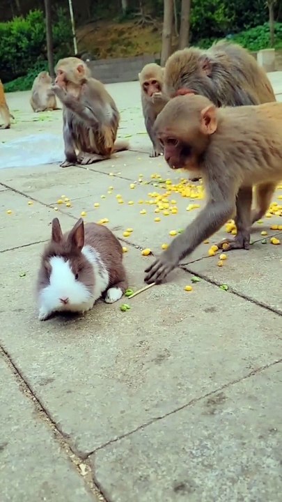 Monkey_with_Rabbit - video Dailymotion