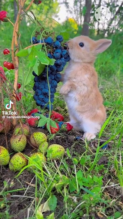 Rabbit eating grapes video 2024 - video Dailymotion