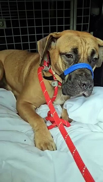 'Heartbreaking' ordeal of Hazel the boxer who has lost all 14 of her ...