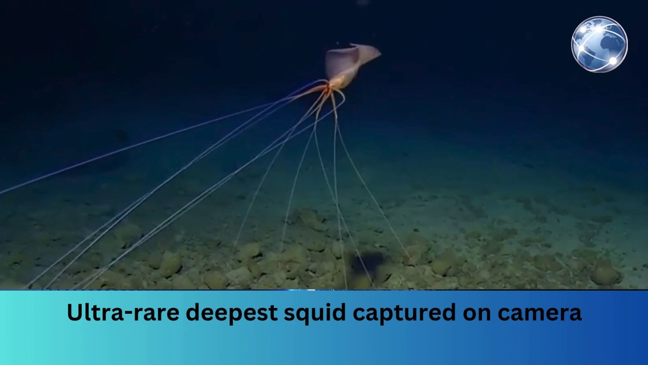 Ultra-rare deepest squid captured on camera #breakingnews #worldnews # ...