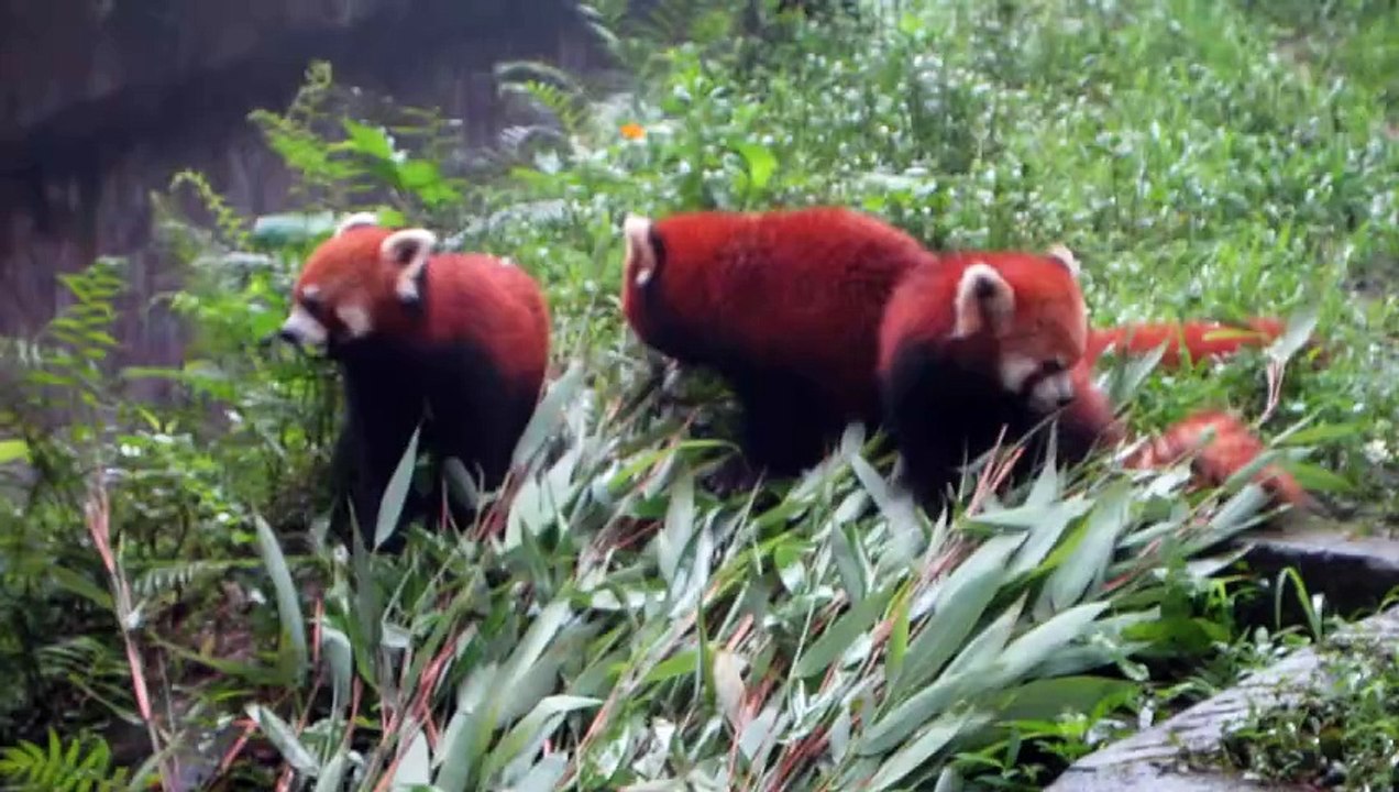 Red pandas feeding - video Dailymotion