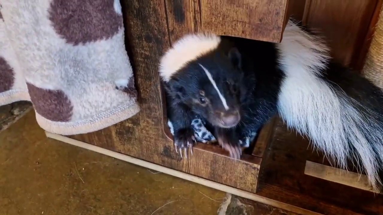Dominika the skunk back home in Braybrooke after walking to Corby ...
