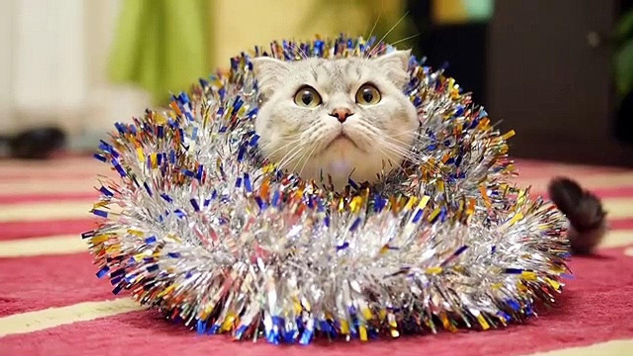 Funny Cat Videos 2024 _ 4K Videos - video Dailymotion