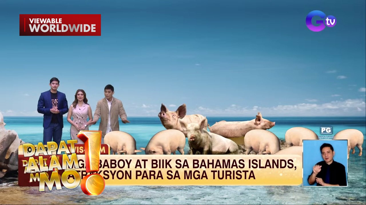 Mga baboy, atraksyon para sa mga turista sa Bahamas Islands | Dapat ...