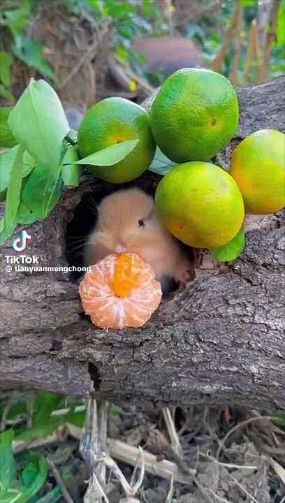 Rabbit eating Orange - video Dailymotion