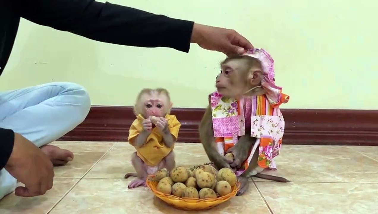 Adorable Baby Monkey Playing and Exploring | Cute Animal Moments ...
