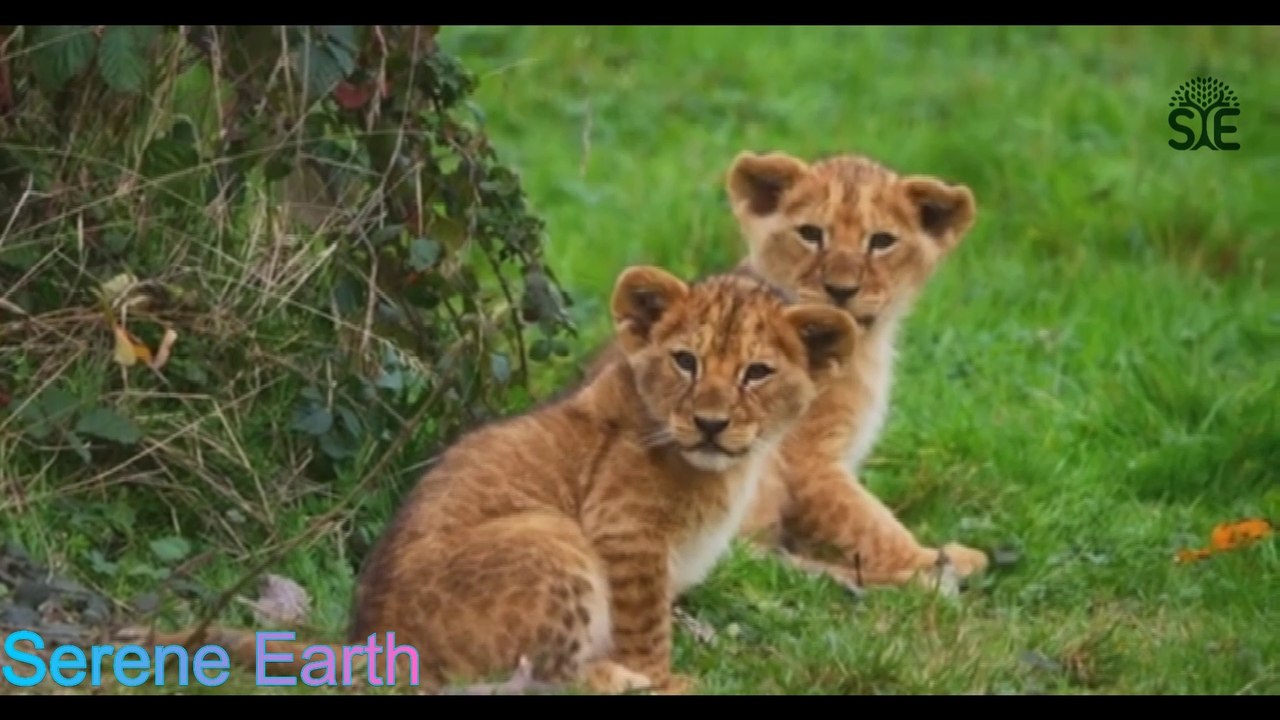 The Cutest Baby Animals in Nature: A Breathtaking Wildlife Adventure ...