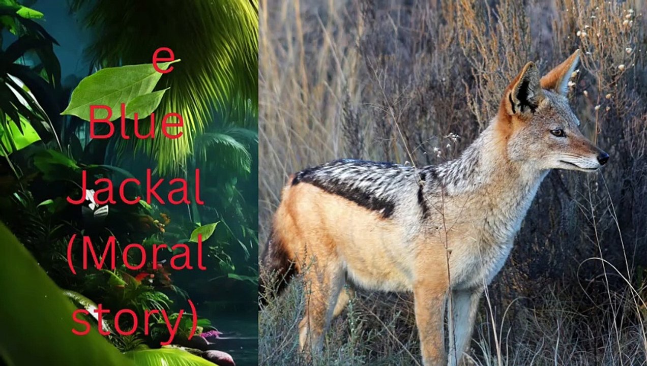 The Blue Jackal story - video Dailymotion