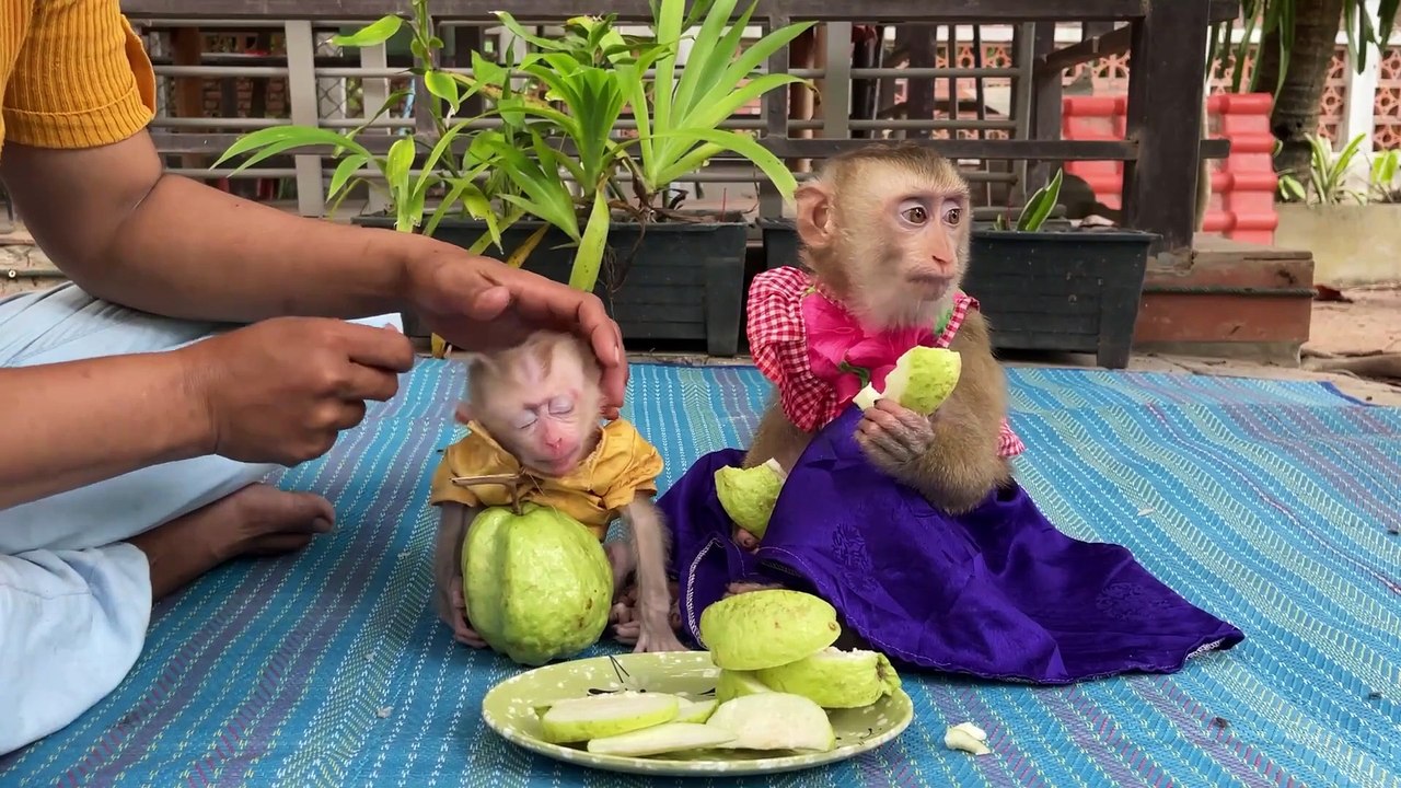 Teaching My Baby Monkeys Discipline Like a Mother | Cute & Adorable ...