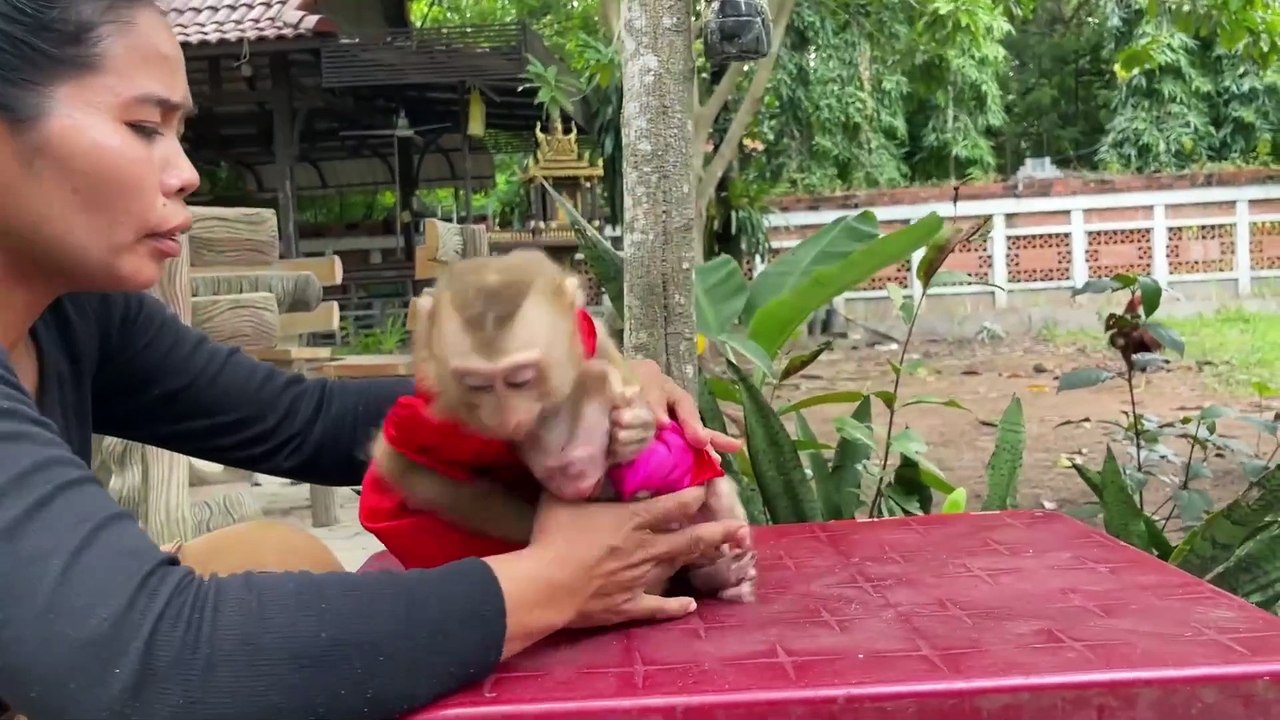 Adorable Baby Monkeys Caught in the Cutest Playtime Moments - video ...