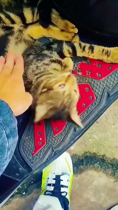 "best cats scaring moments" - video Dailymotion