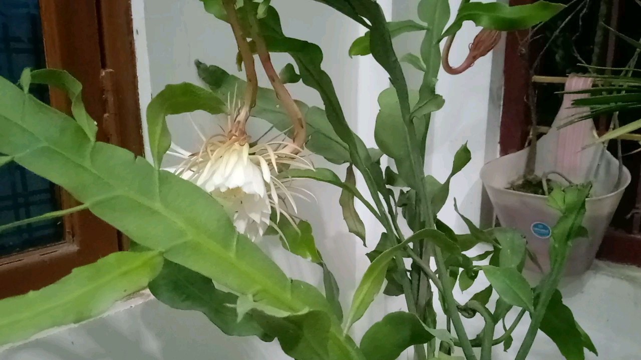 king of Flower - video Dailymotion