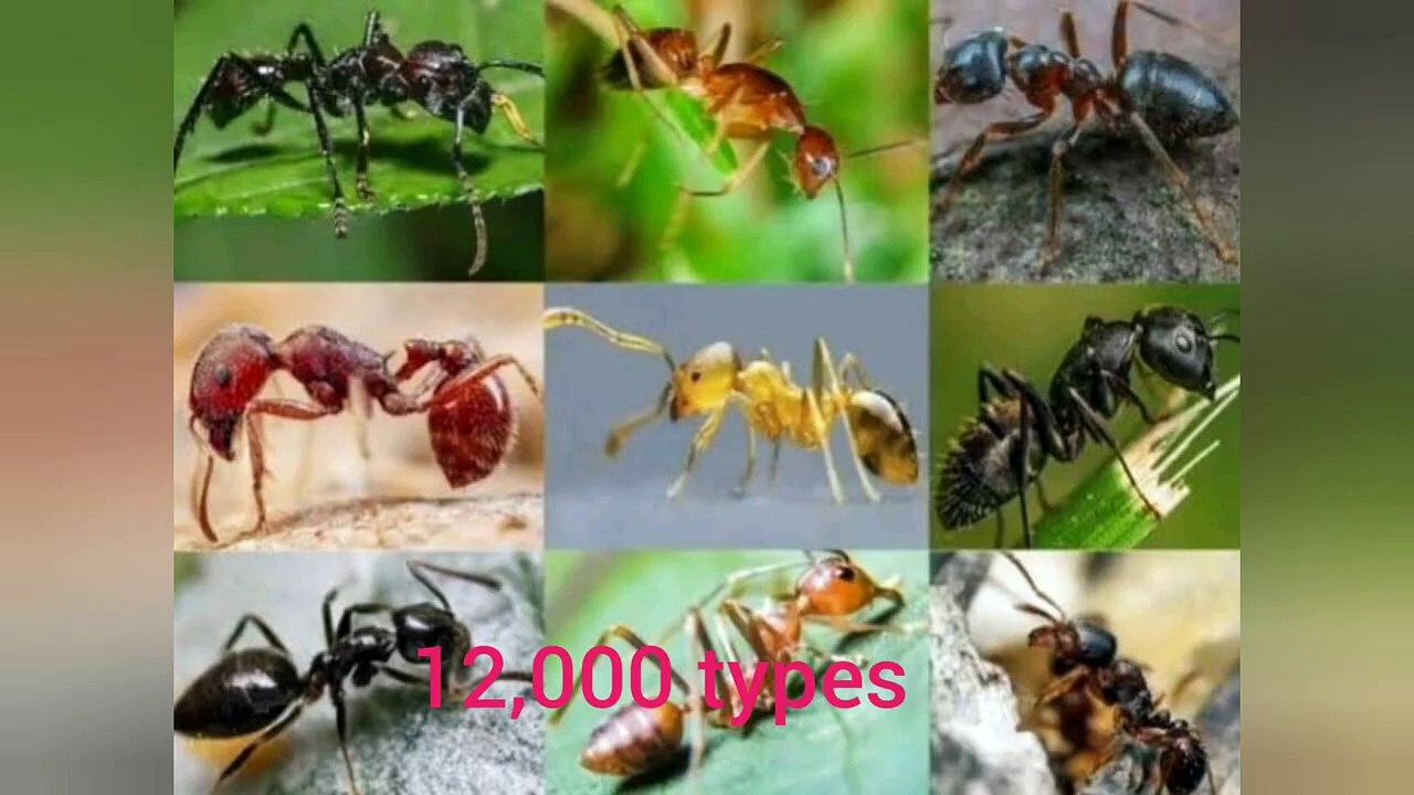 Interesting facts about ants | about ants | ants facts | animals facts ...