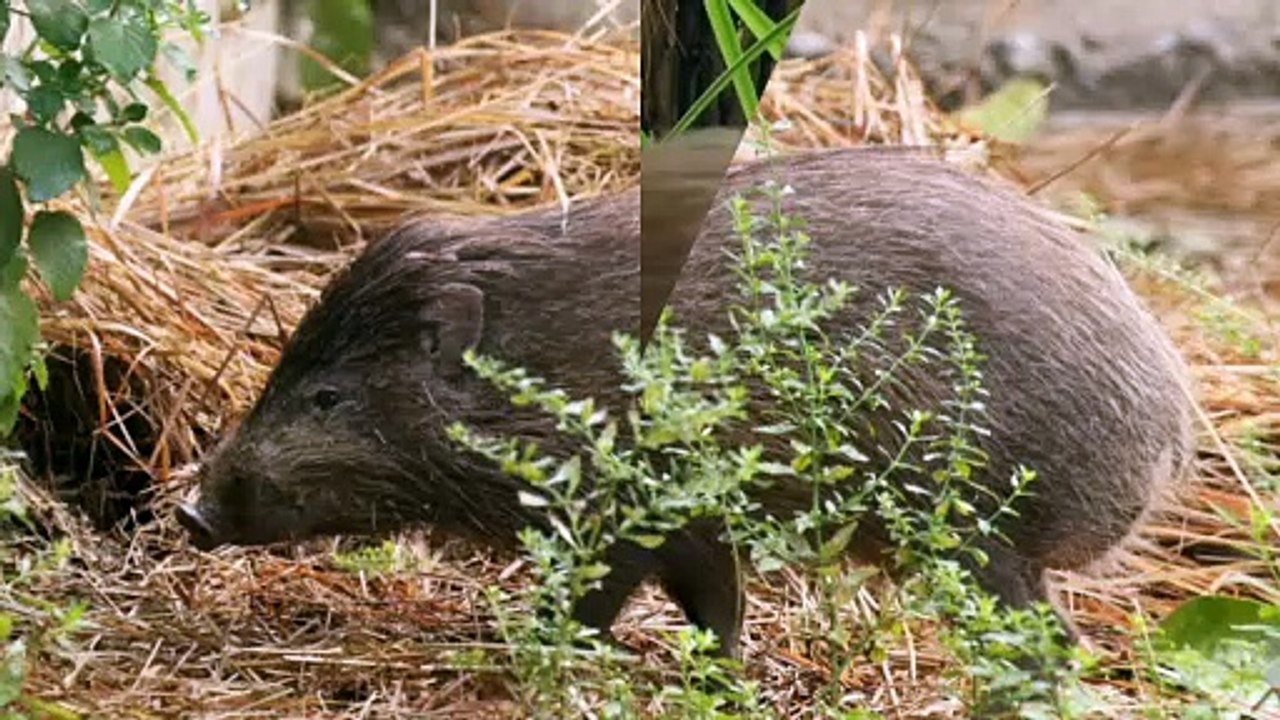 Meet the rarest pig in the world (Pygmy hog) - video Dailymotion
