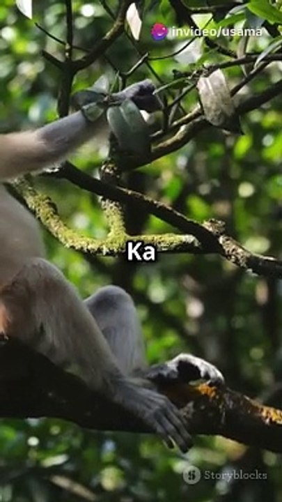 "Monkeys Unleashed: Discovering the Amazing World of Primates!" - video ...