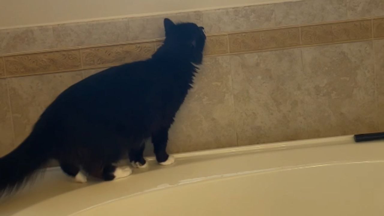 Cute cat fails to jump on the window ledge and escape bathroom - video ...