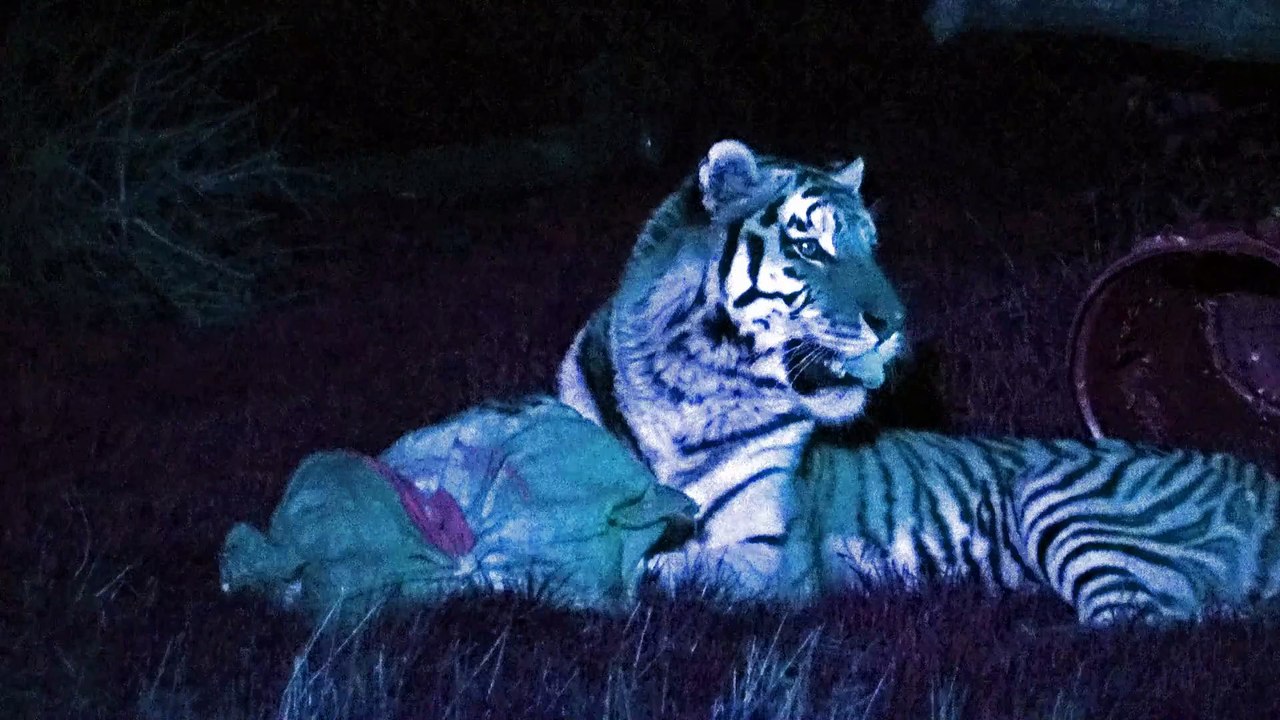 Halloween Dartmoor Zoo Boo at the Zoo 2024 with Rainbow circus Part 3 ...