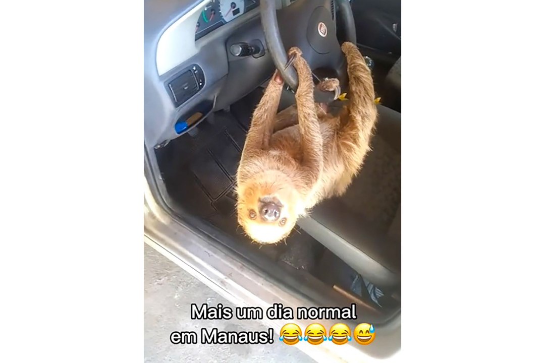A Brazilian driver found a sloth hanging from his car’s steering wheel ...