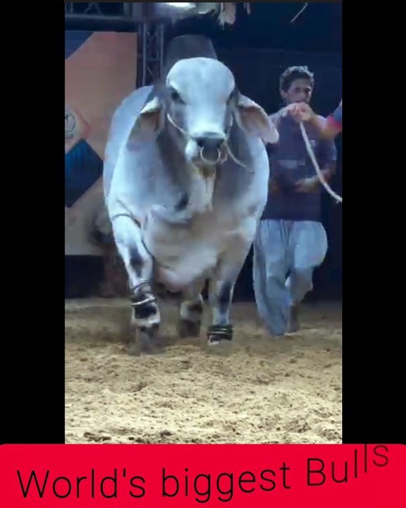 World's biggest Bulls - video Dailymotion