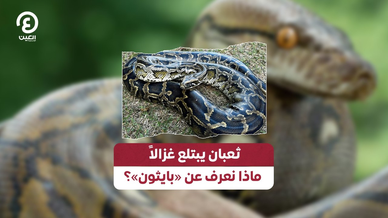 ثعبان يبتلع غزالاً .. ماذا نعرف عن «بايثون»؟ - فيديو Dailymotion