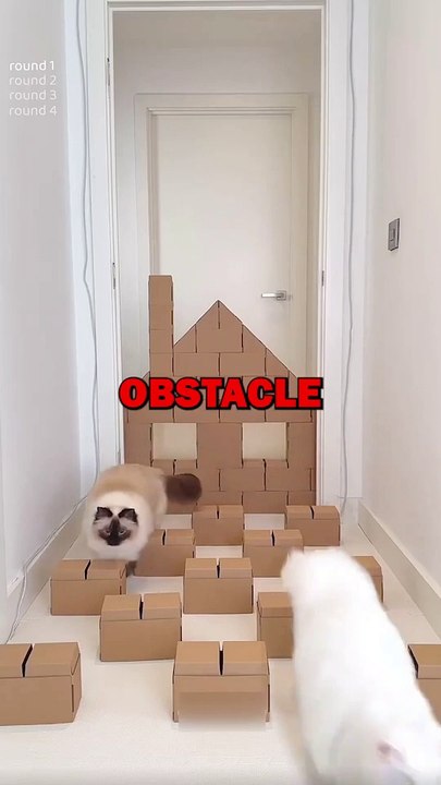 CAT OBSTACLE COURSE! #animalstories #pets #cat #funny #cuteanimals # ...