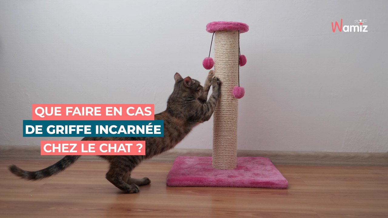 Que faire en cas de griffe incarnée chez le chat ? - Vidéo Dailymotion