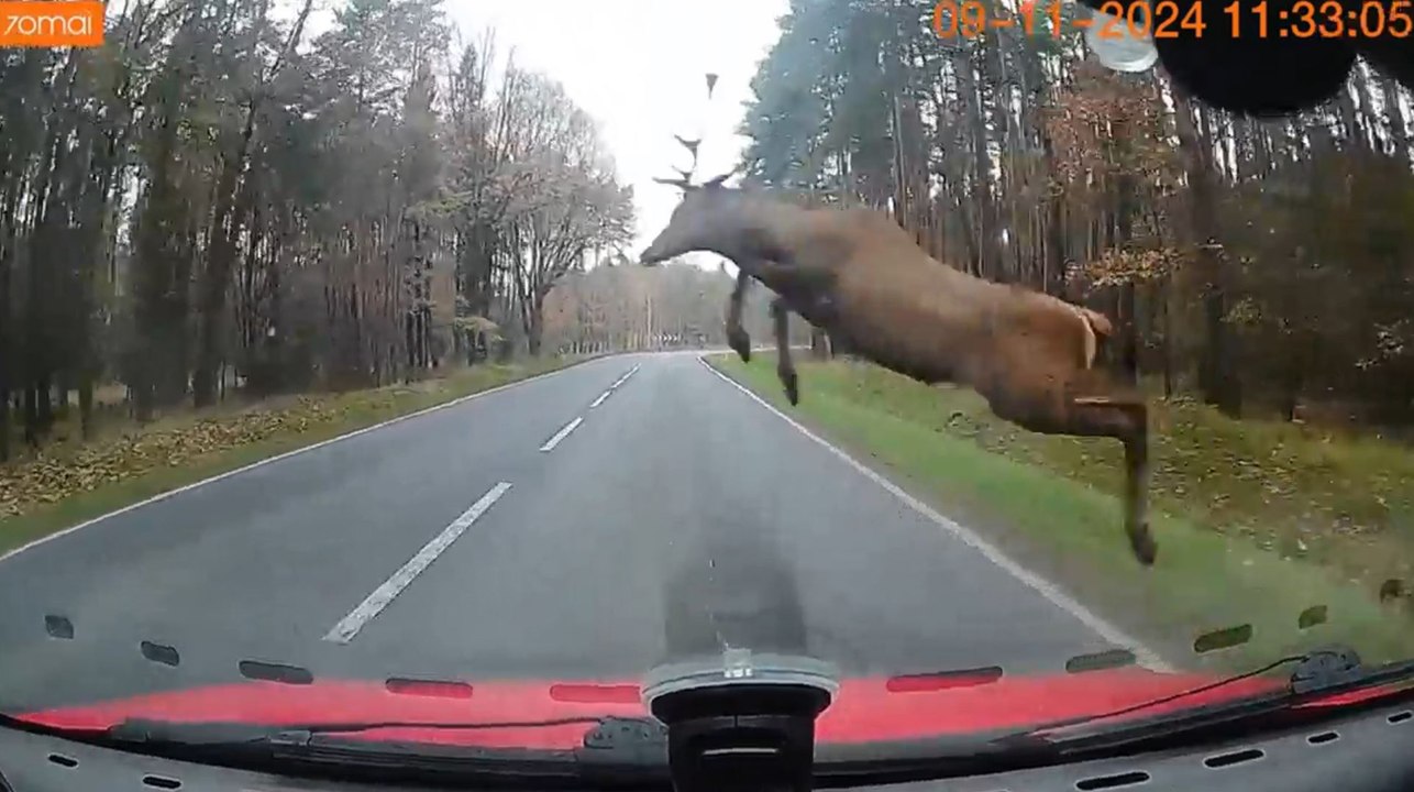 Deer jumps over moving car - video Dailymotion