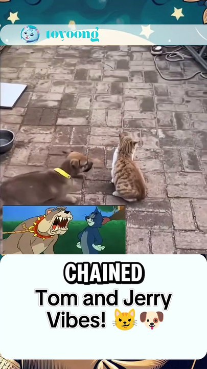 Tom and Jerry Vibes! 😼🐶 - video Dailymotion