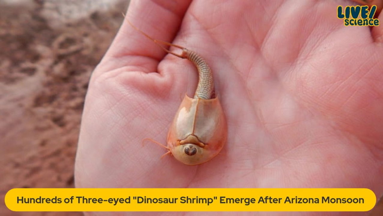 Dinosaur Shrimp Emerges After Arizona Monsoon - video Dailymotion