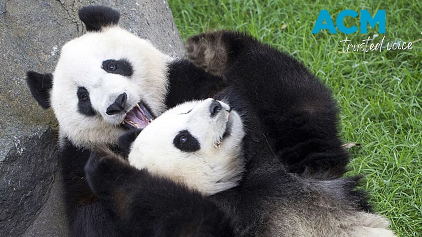 Pandas Wang Wang and Fu Ni say goodbye to Australia after 15 years ...