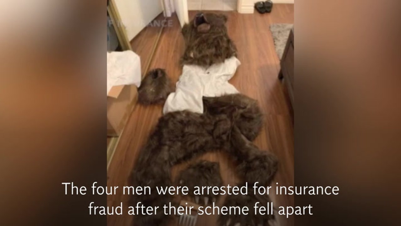 Video: Suspects dress up as bears to fake car attack in insurance scam ...