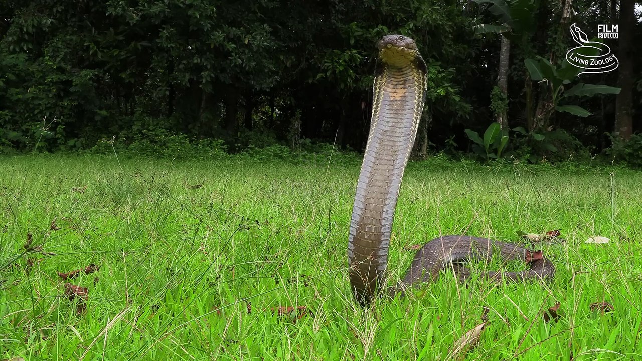 King cobra vs. Black mamba - Battle of the deadly snakes - video Dailymotion