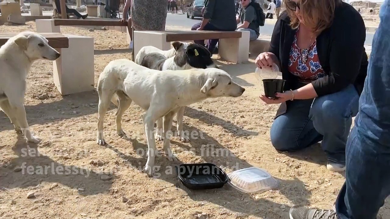 Stray dogs in Giza become tourist draw after 'pyramid puppy' sensation ...