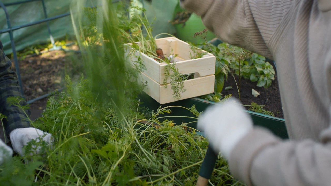 Future of much loved bristol allotment in discussion - video Dailymotion