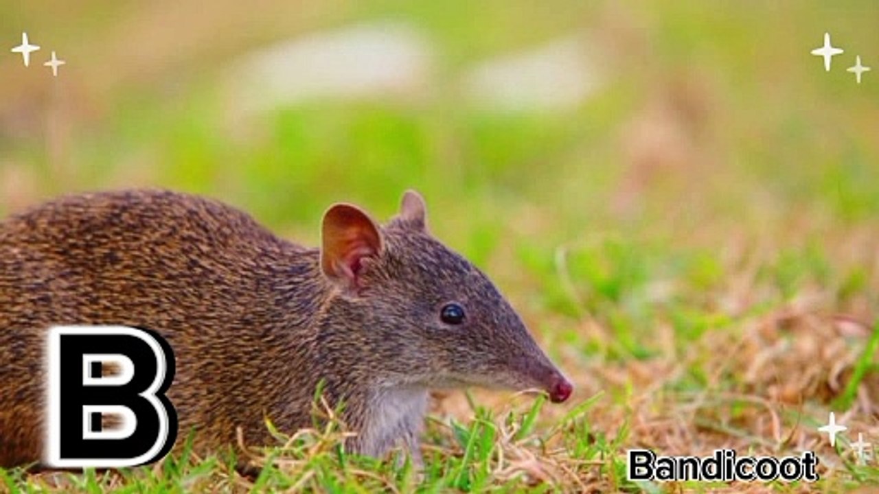 ABC Phonics Song with Australian Animals Real-Life Footage Alphabet ...