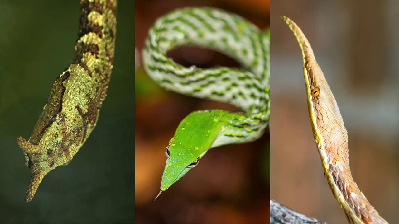 Top 10 rarest snakes in the world | Snakes You Won't Believe Exist! # ...