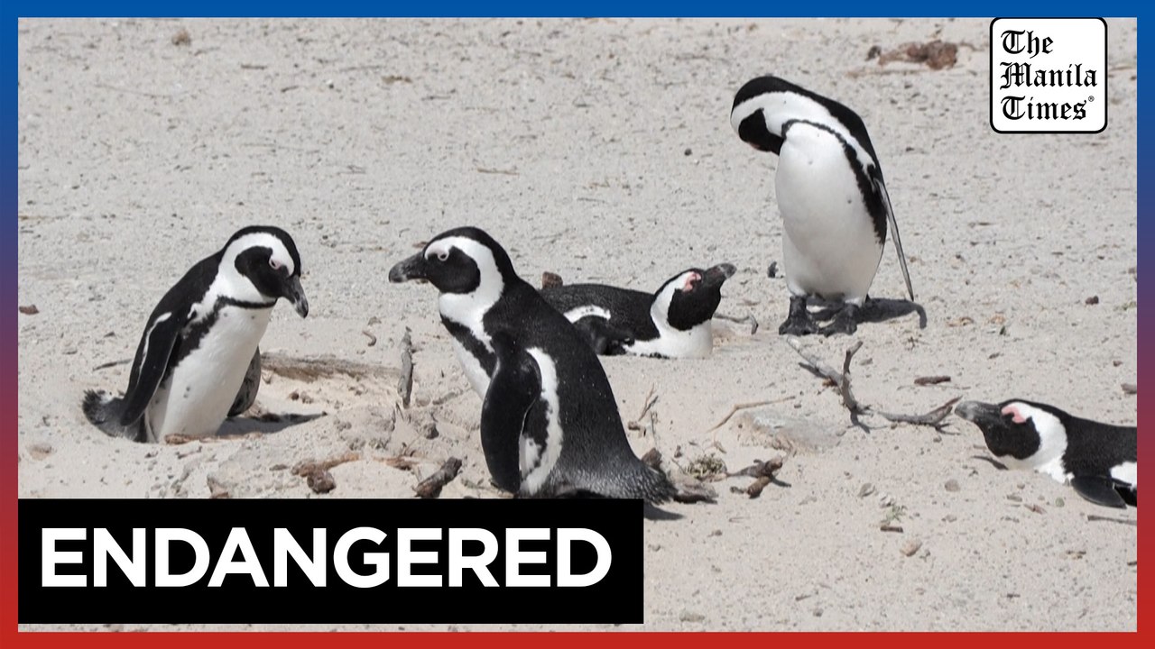 South Africa scientists sound alarm on nearly 'extinct' penguin species ...