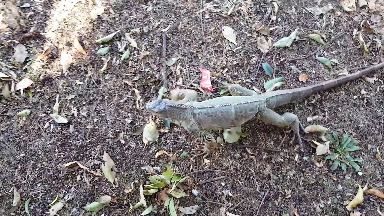 How Fast Do Green Iguanas Run? - video Dailymotion