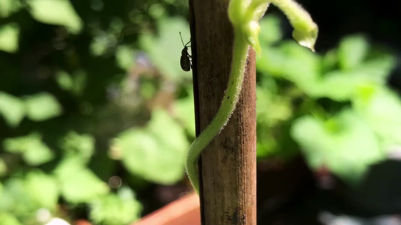 Desynchronized | movie | 2021 | Official Trailer - video Dailymotion