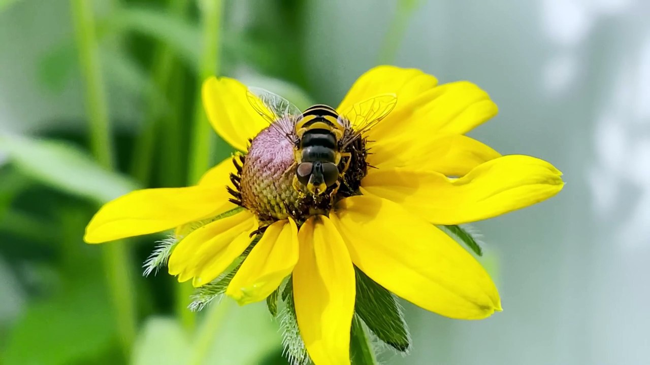 Desynchronized | movie | 2021 | Official Clip - video Dailymotion