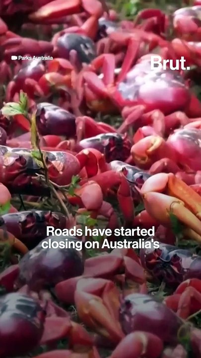 Annual red crab migration - video Dailymotion