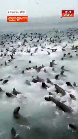Nelayan di Peru dikejutkan oleh ratusan anjing laut yang mengepung kapal mereka | Astro Awani