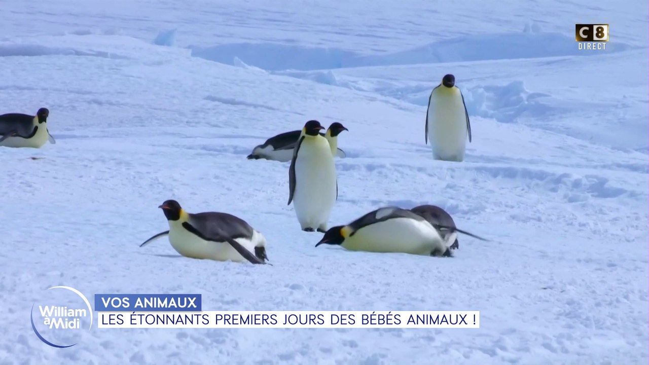 Vos animaux : Les étonnants premiers jours des bébés animaux ! - Vidéo ...