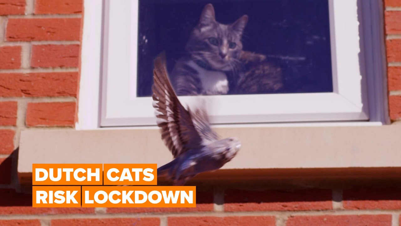 Dutch cats might be banned from going outside - video Dailymotion