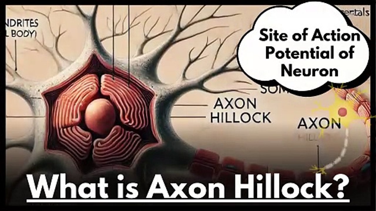 Axon Hillock Explained: Structure, Function, and Role in Action ...