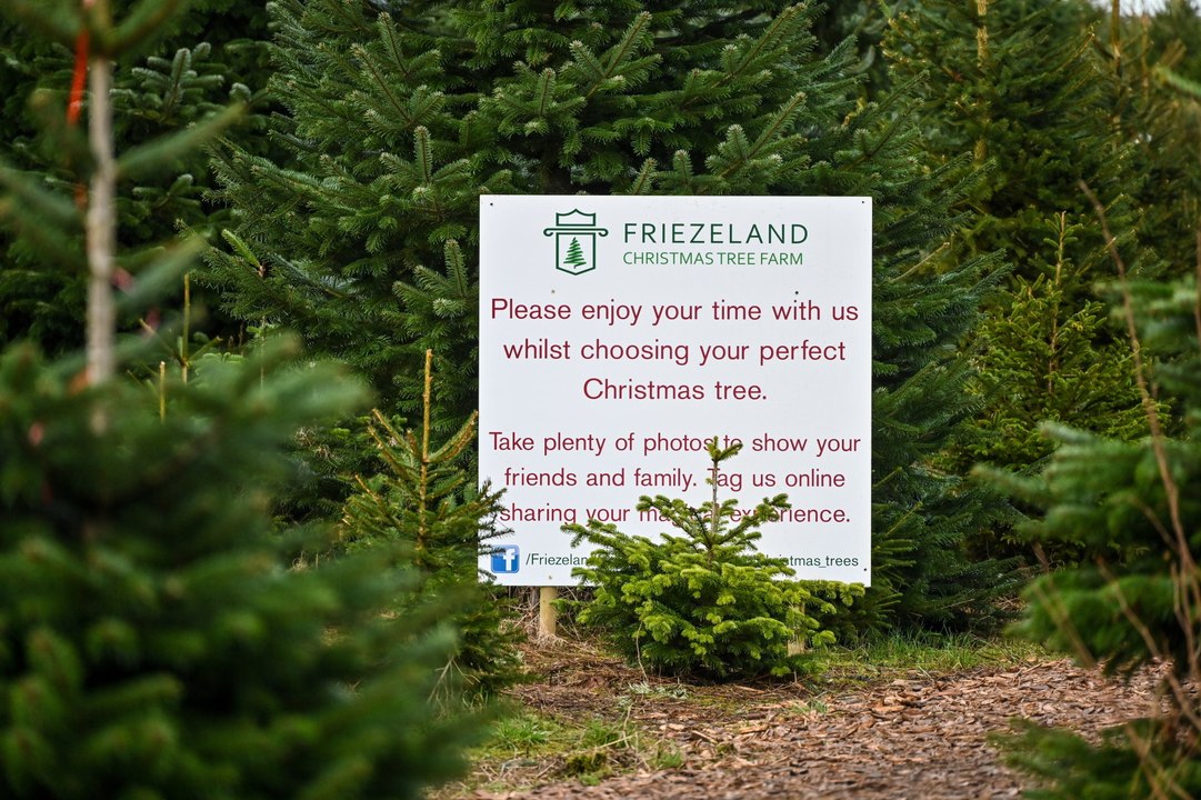 Inside UK's largest Christmas tree farm as it gears up for the festive ...